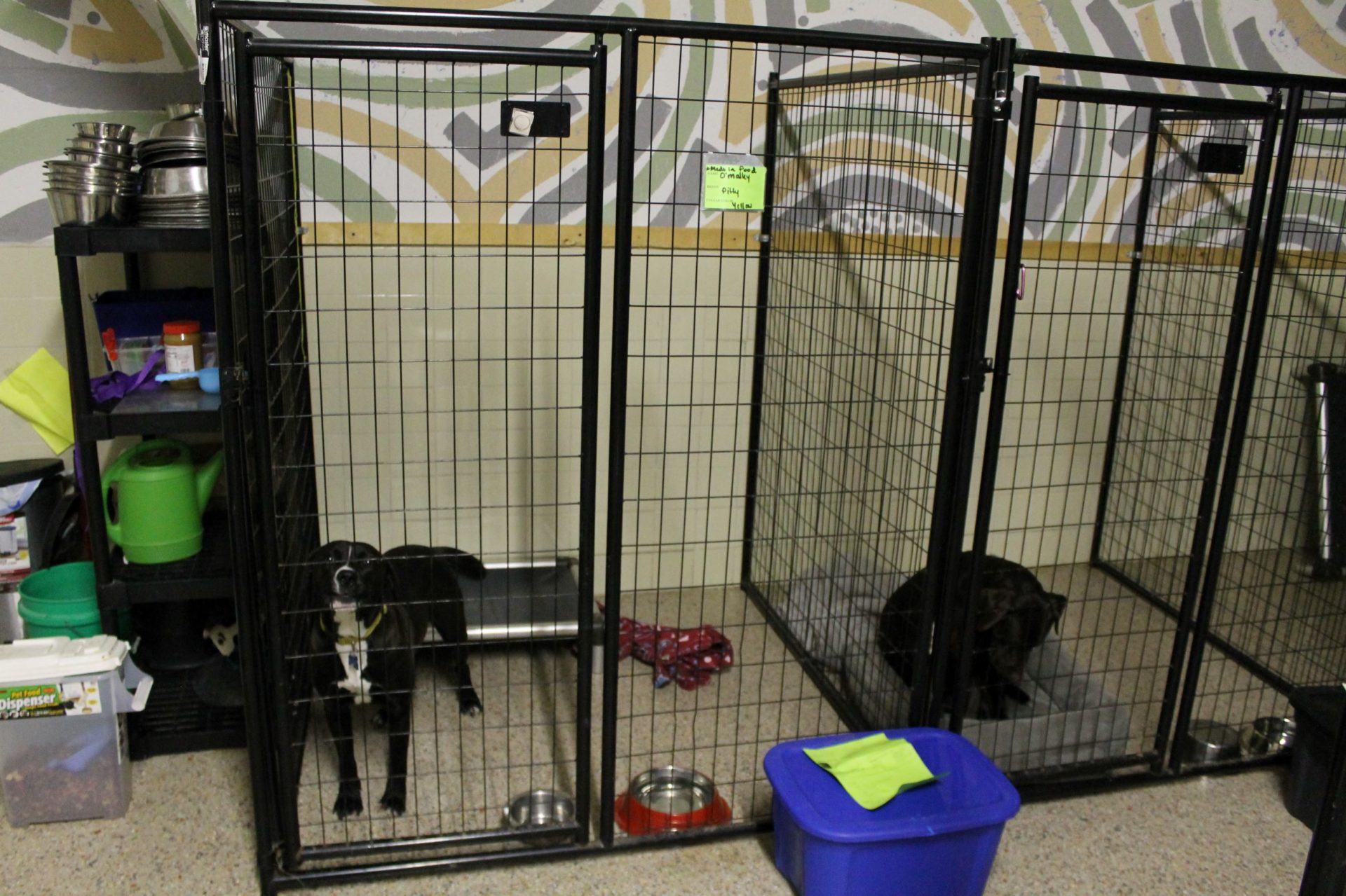 Boarding - Fun Fur Pets