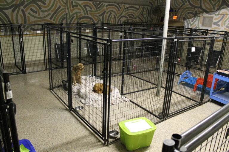 Boarding - Fun Fur Pets