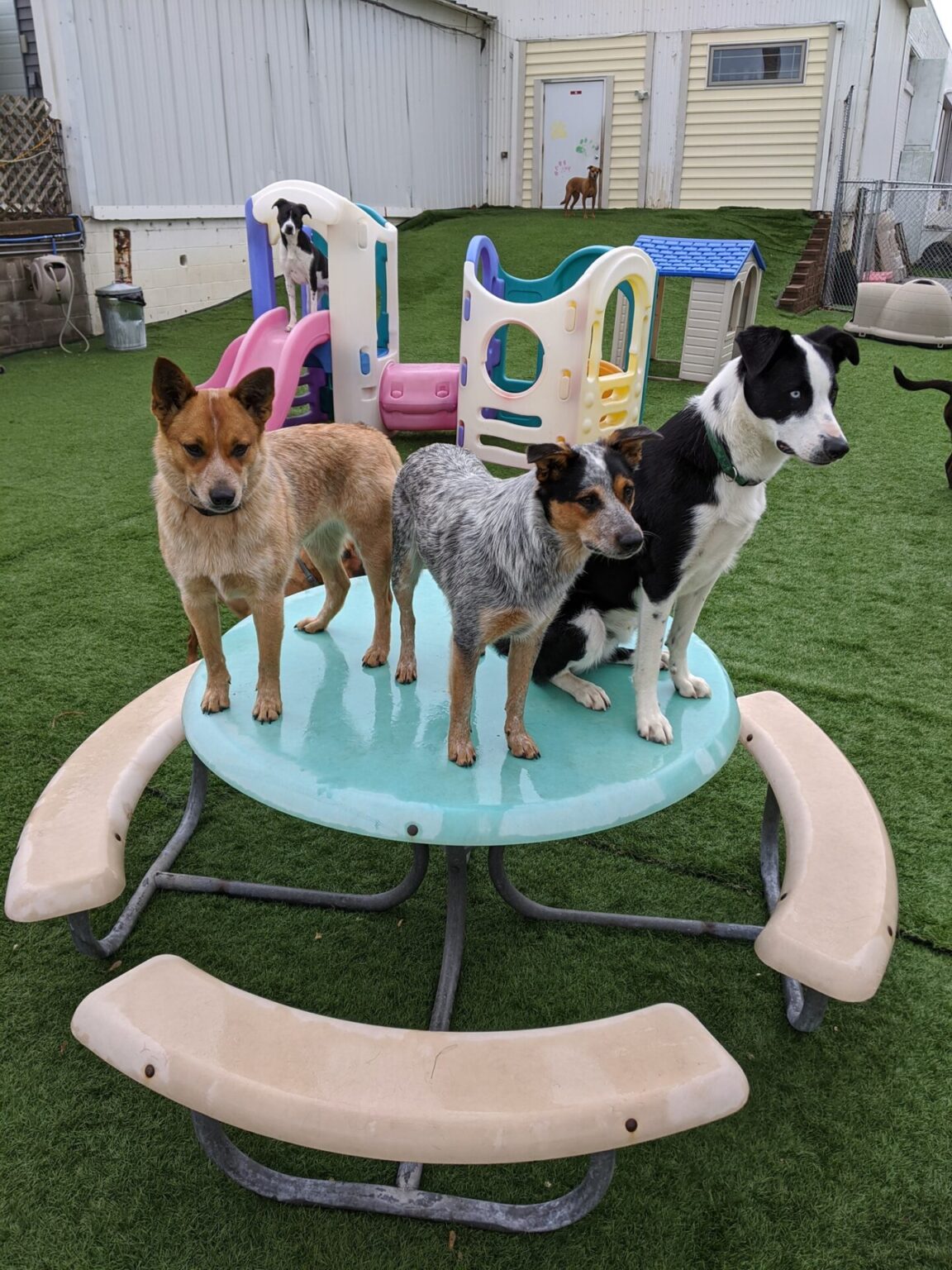 Dog Daycare - Fun Fur Pets
