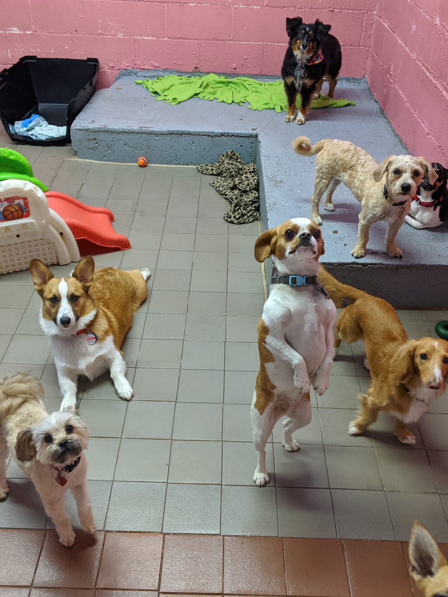 Dog Daycare - Fun Fur Pets