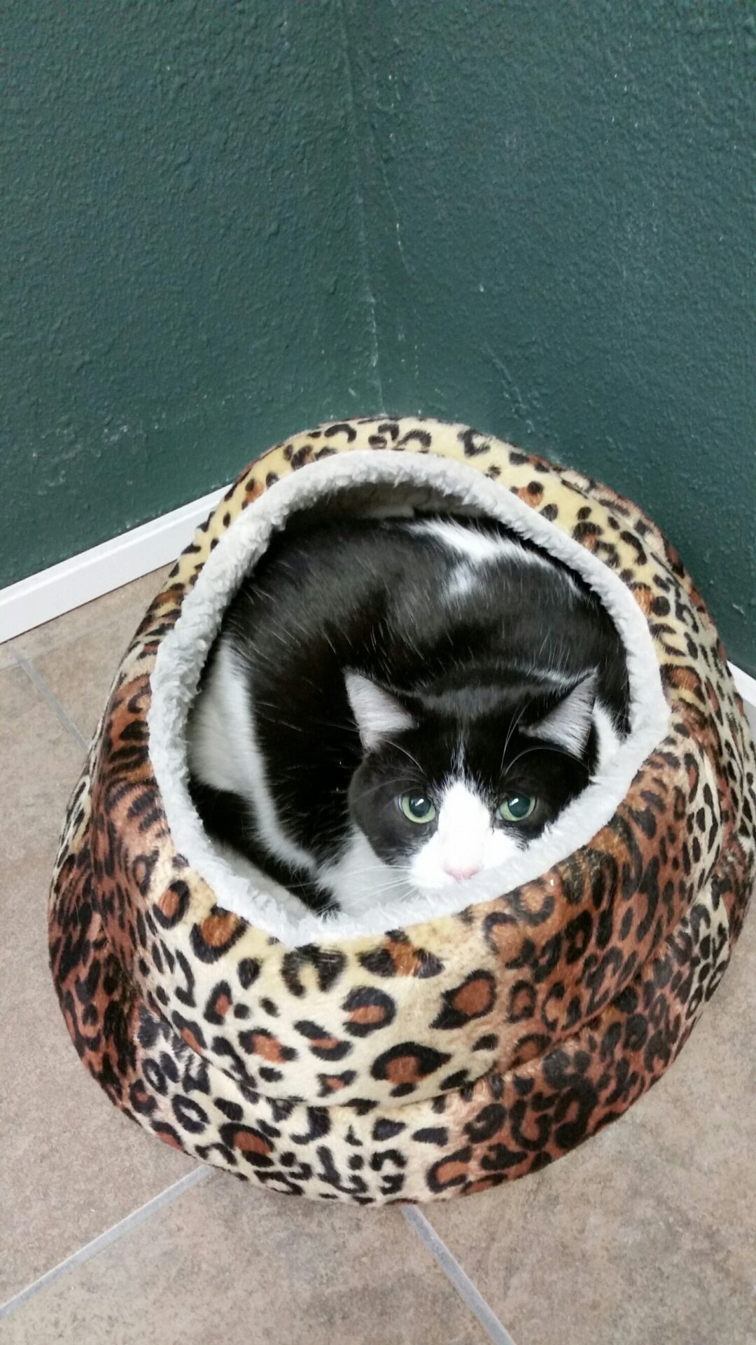 Boarding - Fun Fur Pets