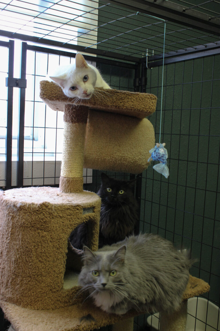 Boarding - Fun Fur Pets