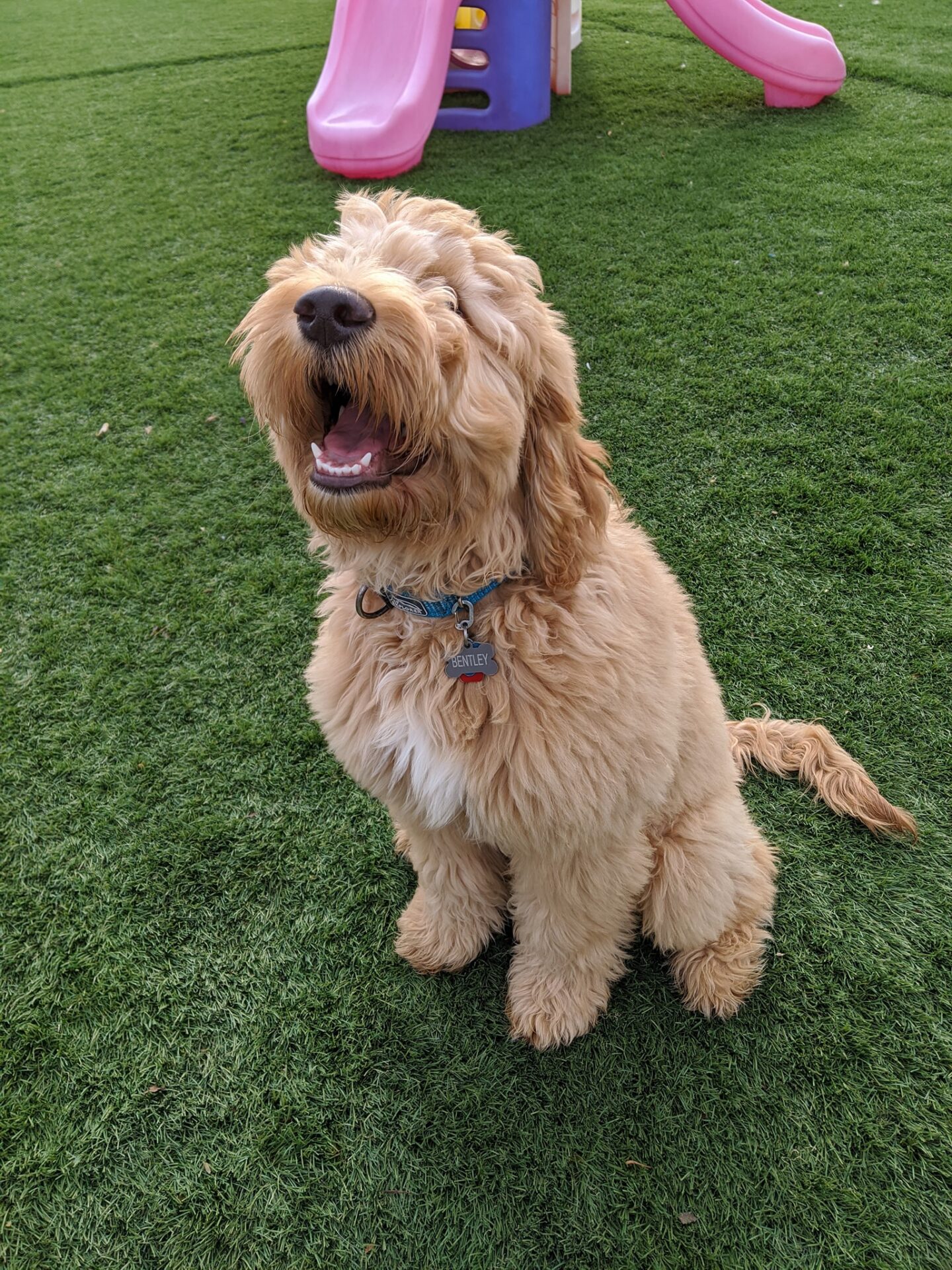 Dog Daycare - Fun Fur Pets