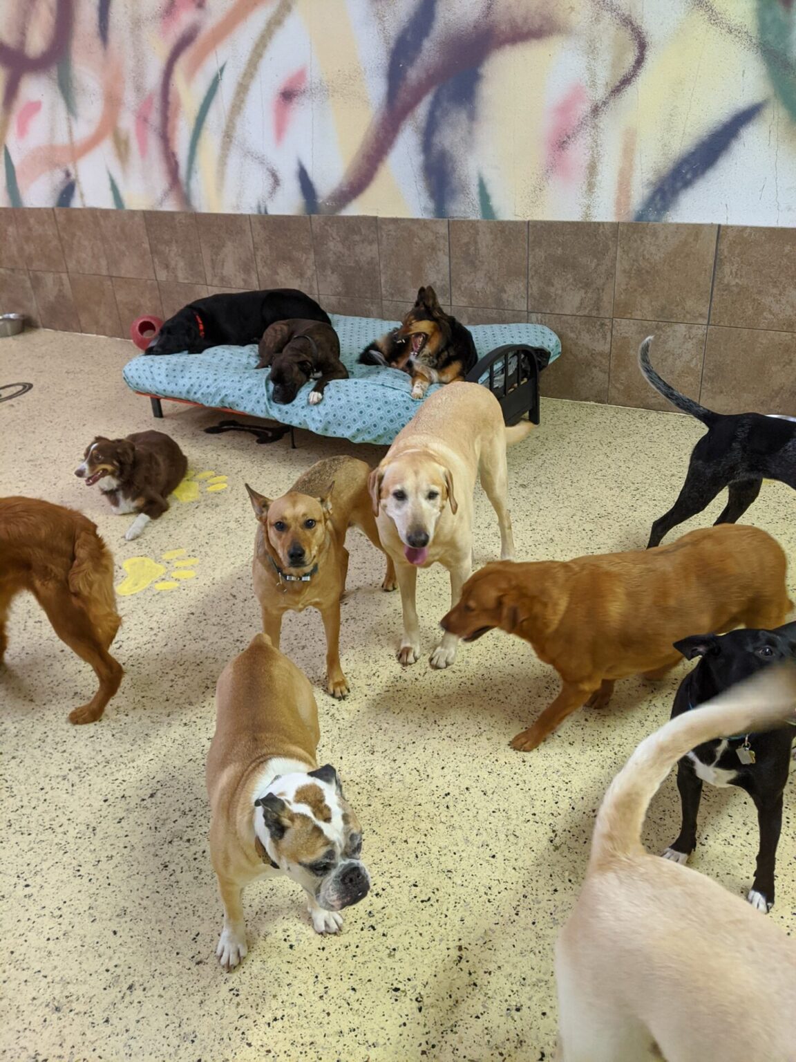 Dog Daycare - Fun Fur Pets