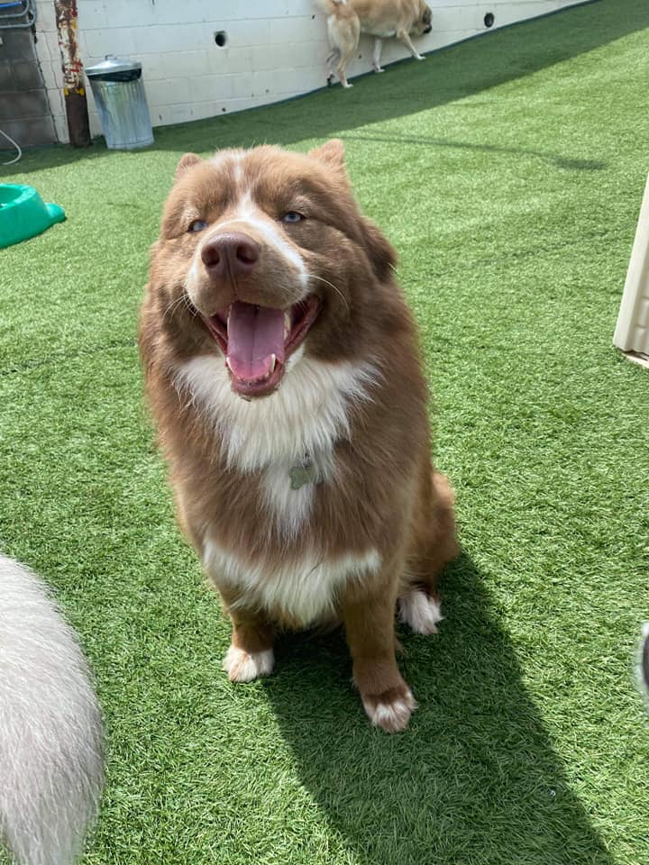 Dog Daycare - Fun Fur Pets