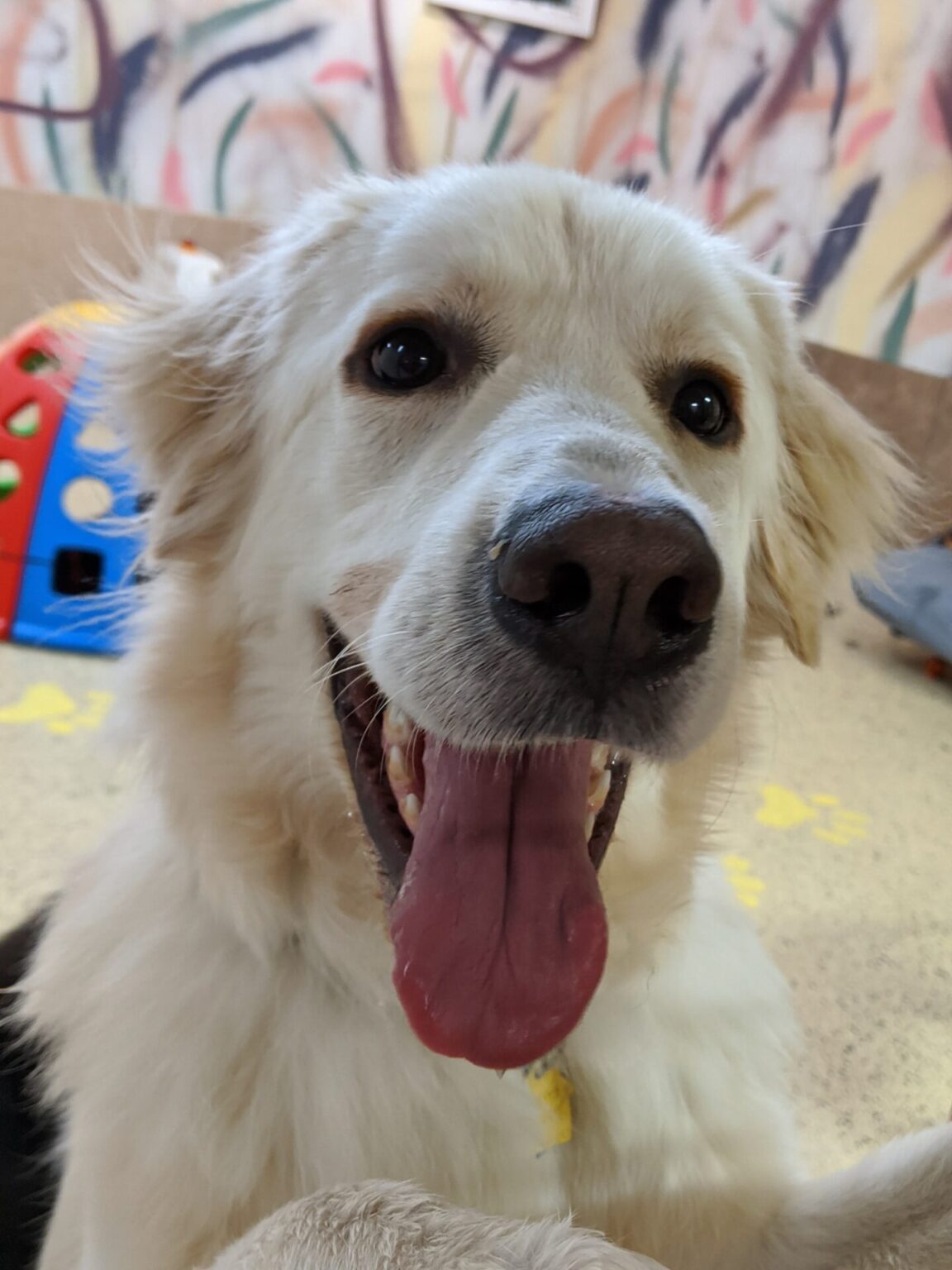 Employment - Fun Fur Pets