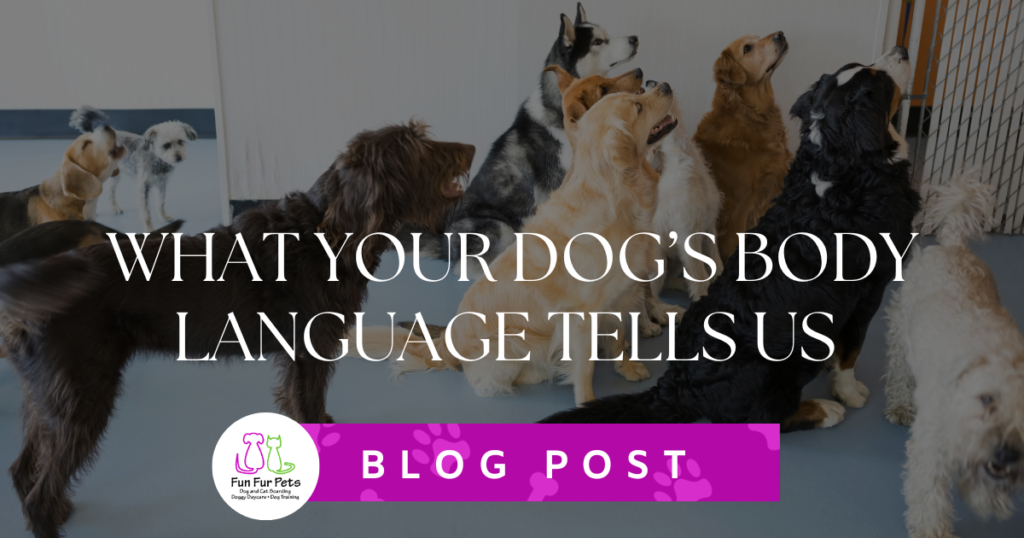 What Your Dog’s Body Language Is Telling Us During Daycare - Fun Fur Pets